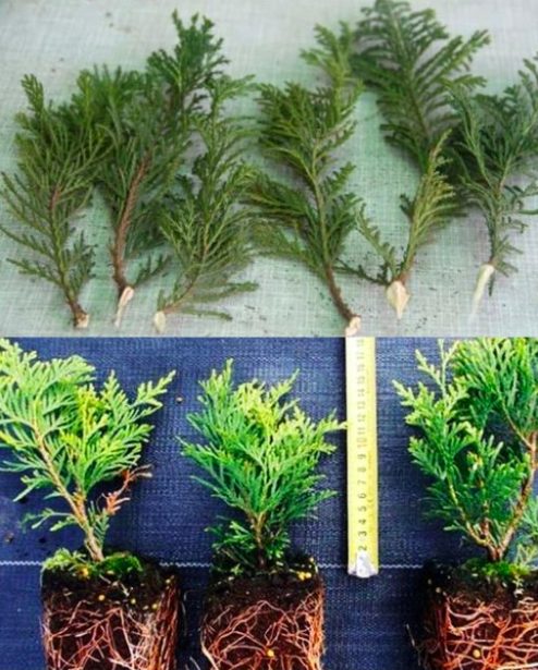 Wurzeln Der Thuja